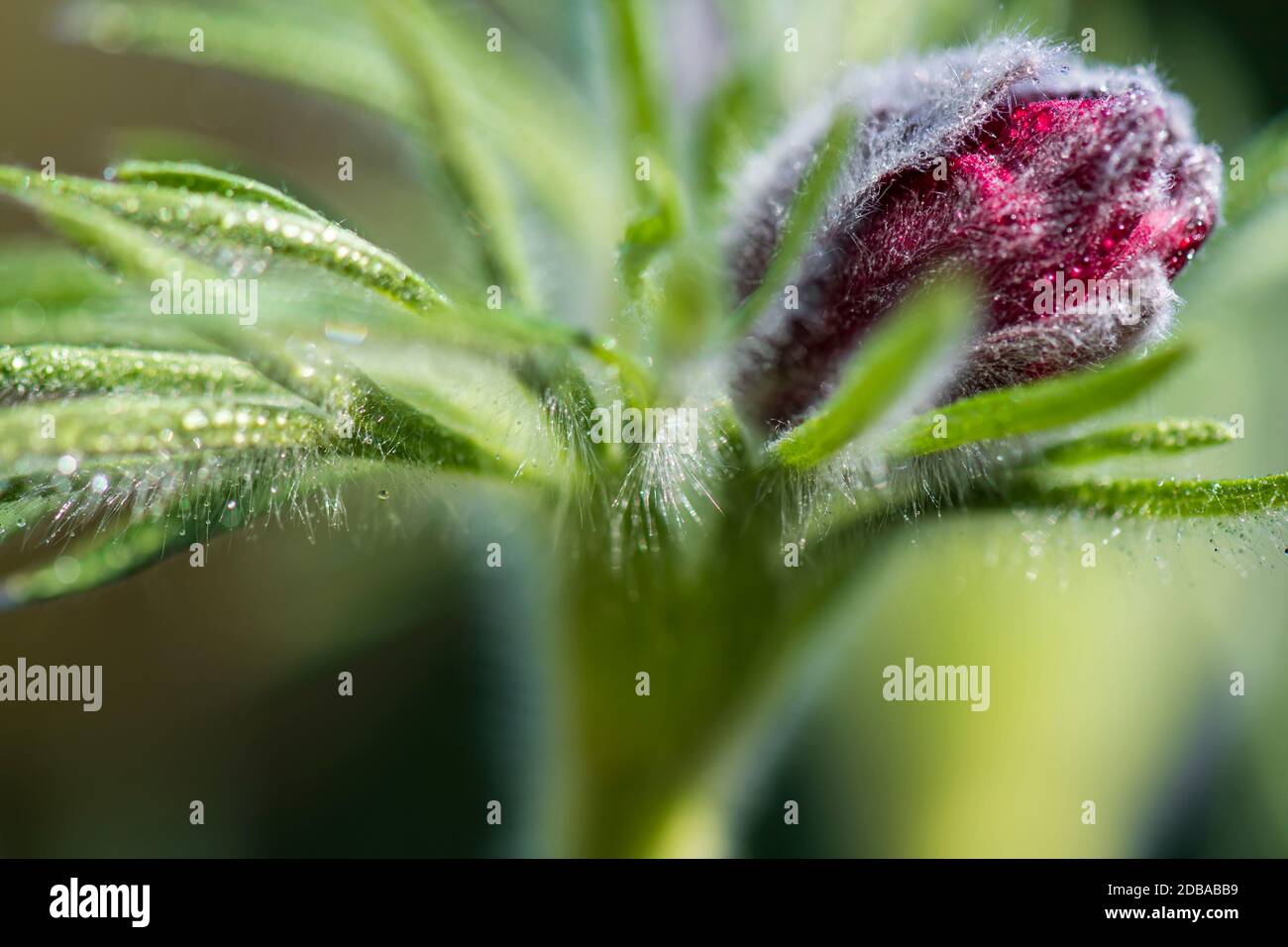 springs in the Alps of Austria Stock Photo - Alamy