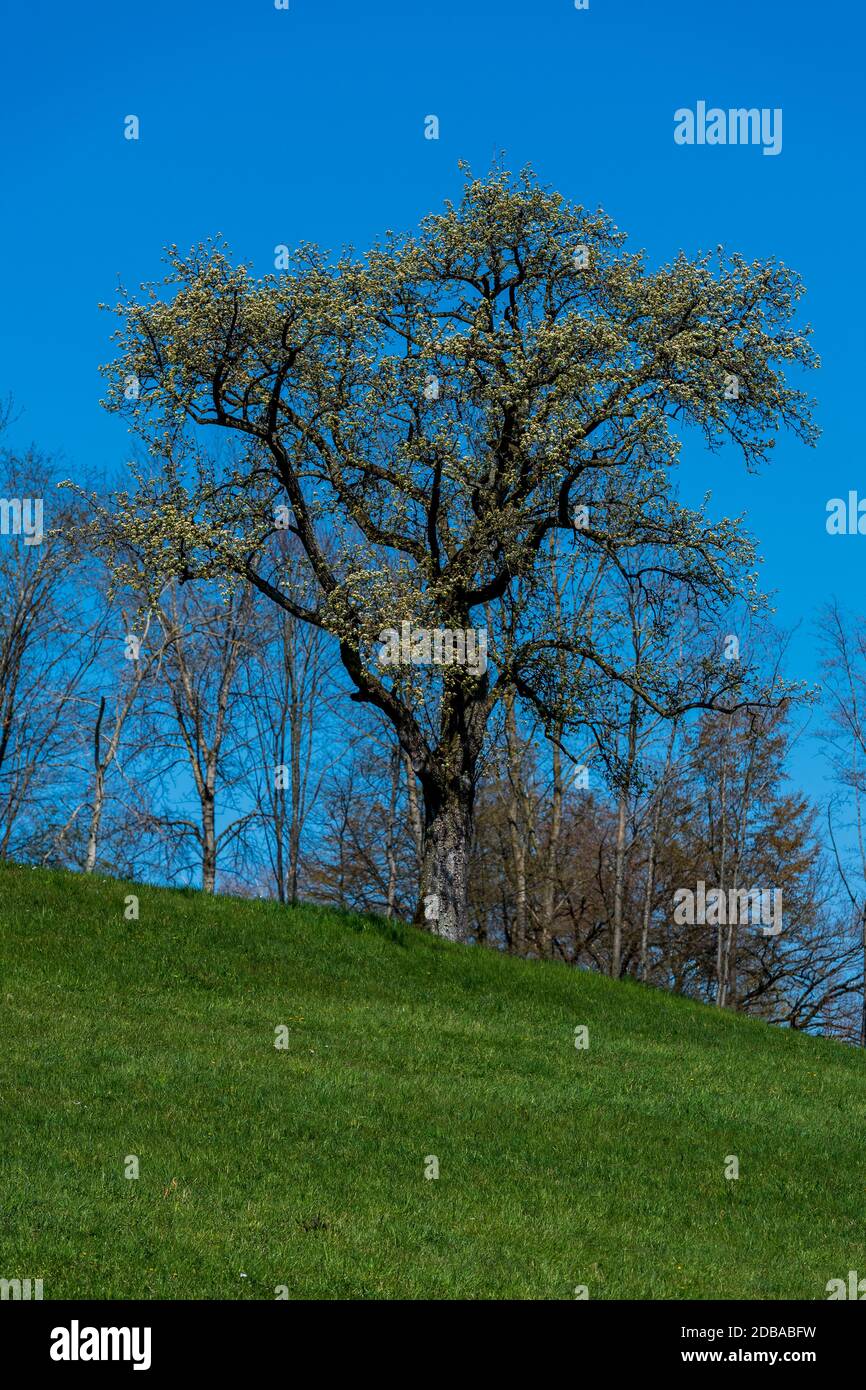 springs in the Alps of Austria Stock Photo - Alamy
