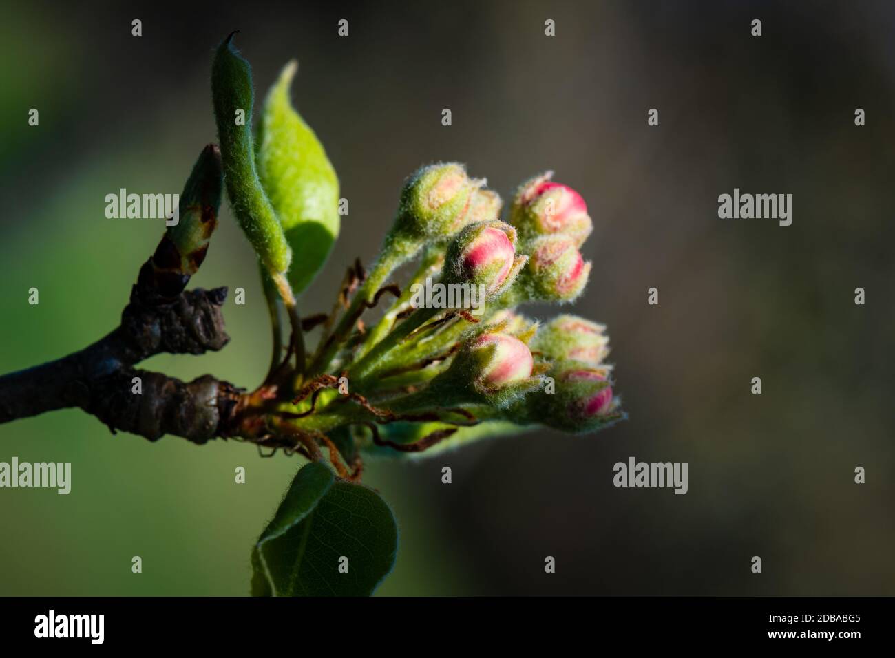 springs in the Alps of Austria Stock Photo - Alamy