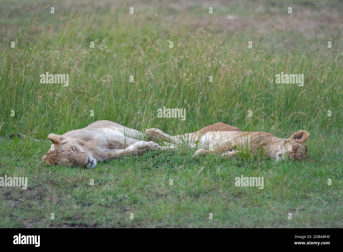 Animal animals fangs hi-res stock photography and images - Alamy