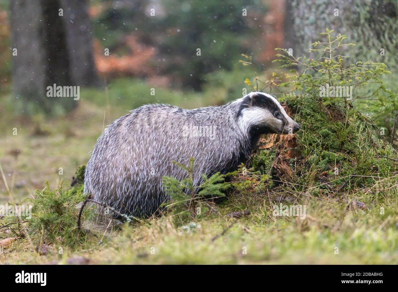 The European badger also known as the Eurasian badger is posing in the ...