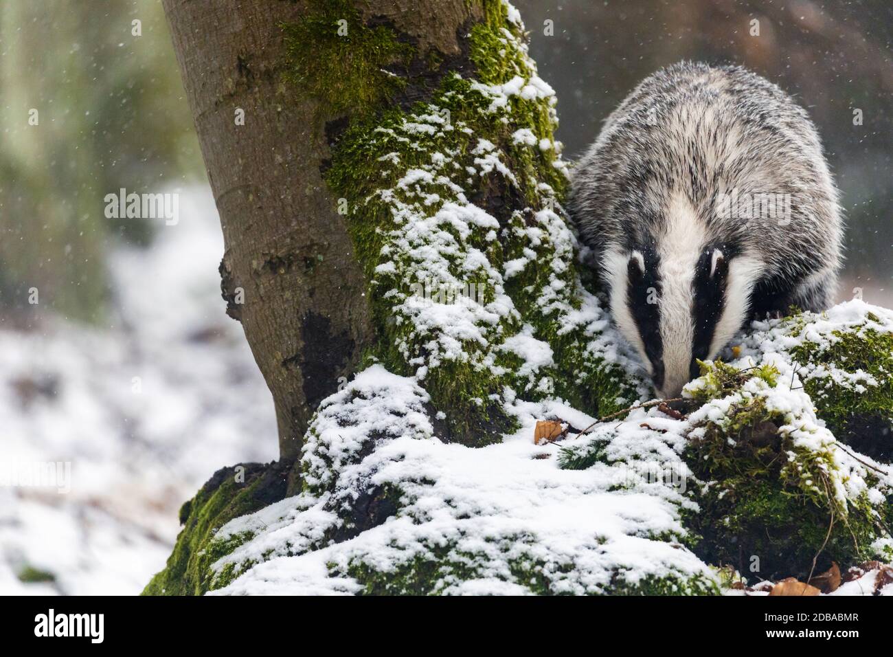 European Badger is posing next to a tree in the snow forest Stock Photo ...