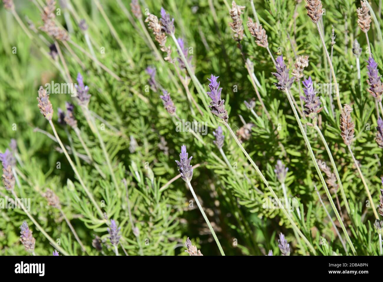 purple lavender flower in the province of Alicante, Costa Blanca, Spain ...
