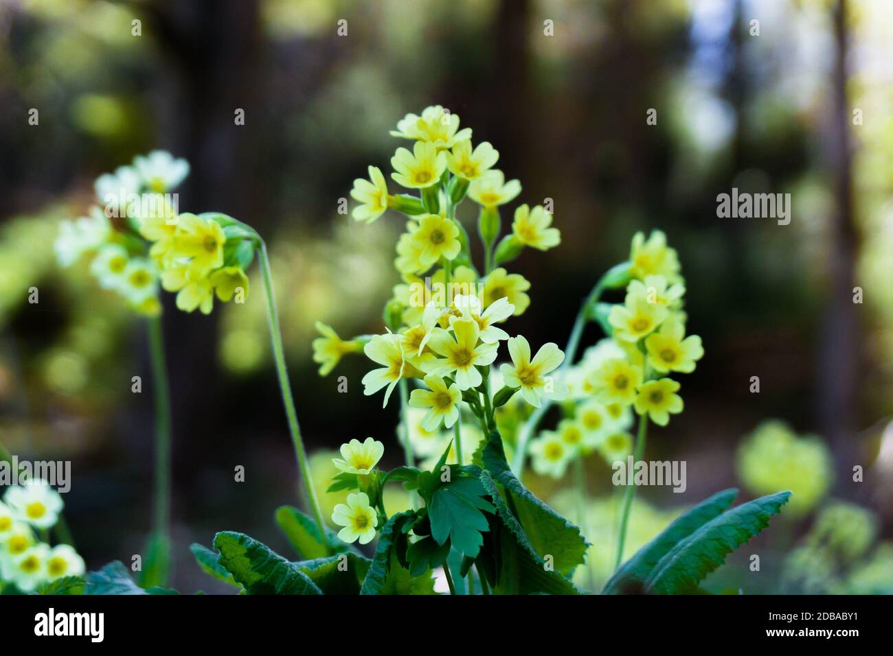 Spring key flower hi-res stock photography and images - Alamy