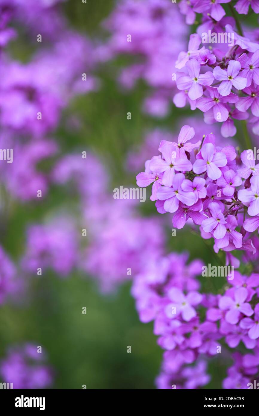 Syringa vulgaris drawing hi-res stock photography and images - Alamy