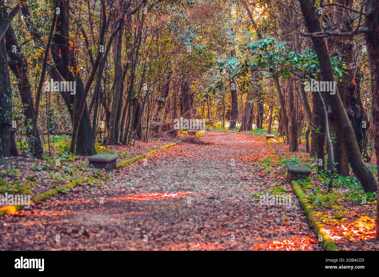 Walkways and beautiful trees in the public park Stock Photo - Alamy