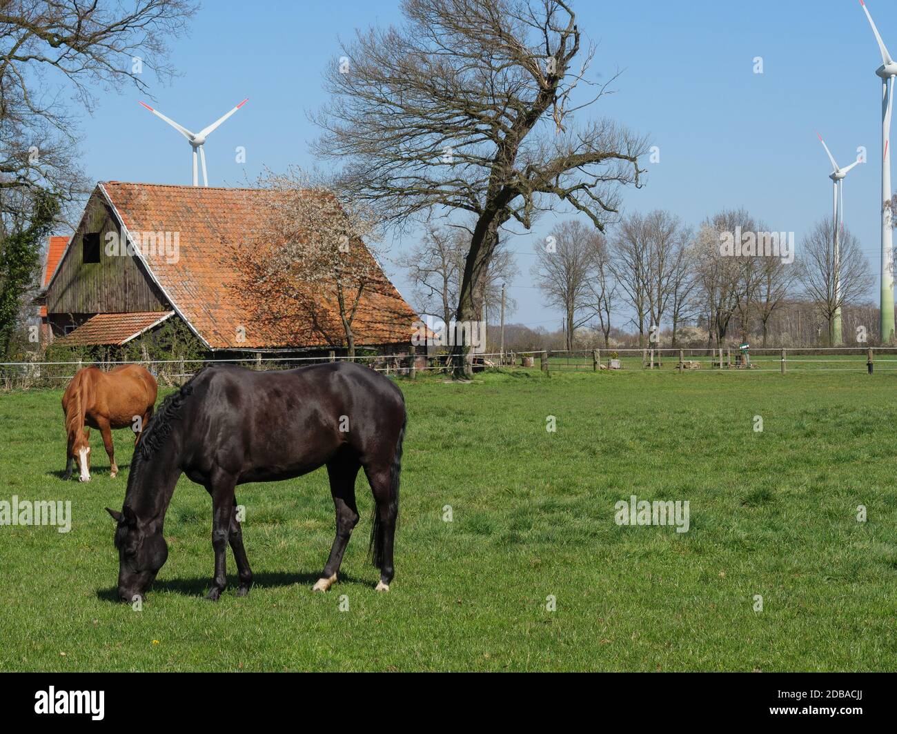 spring time in the german muensterland Stock Photo - Alamy
