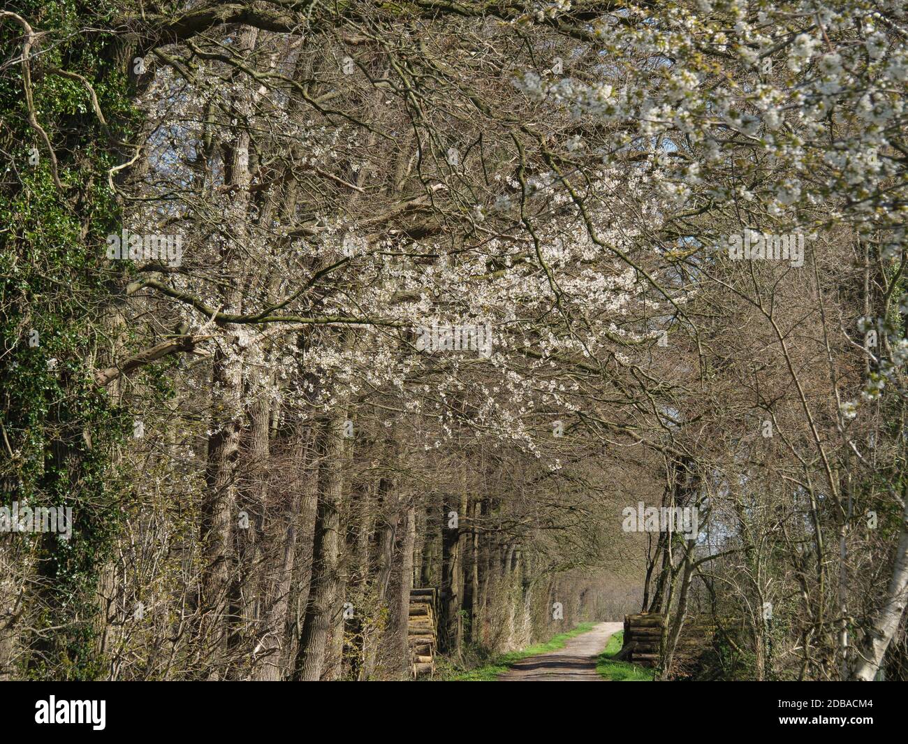 spring time in the german muensterland Stock Photo - Alamy