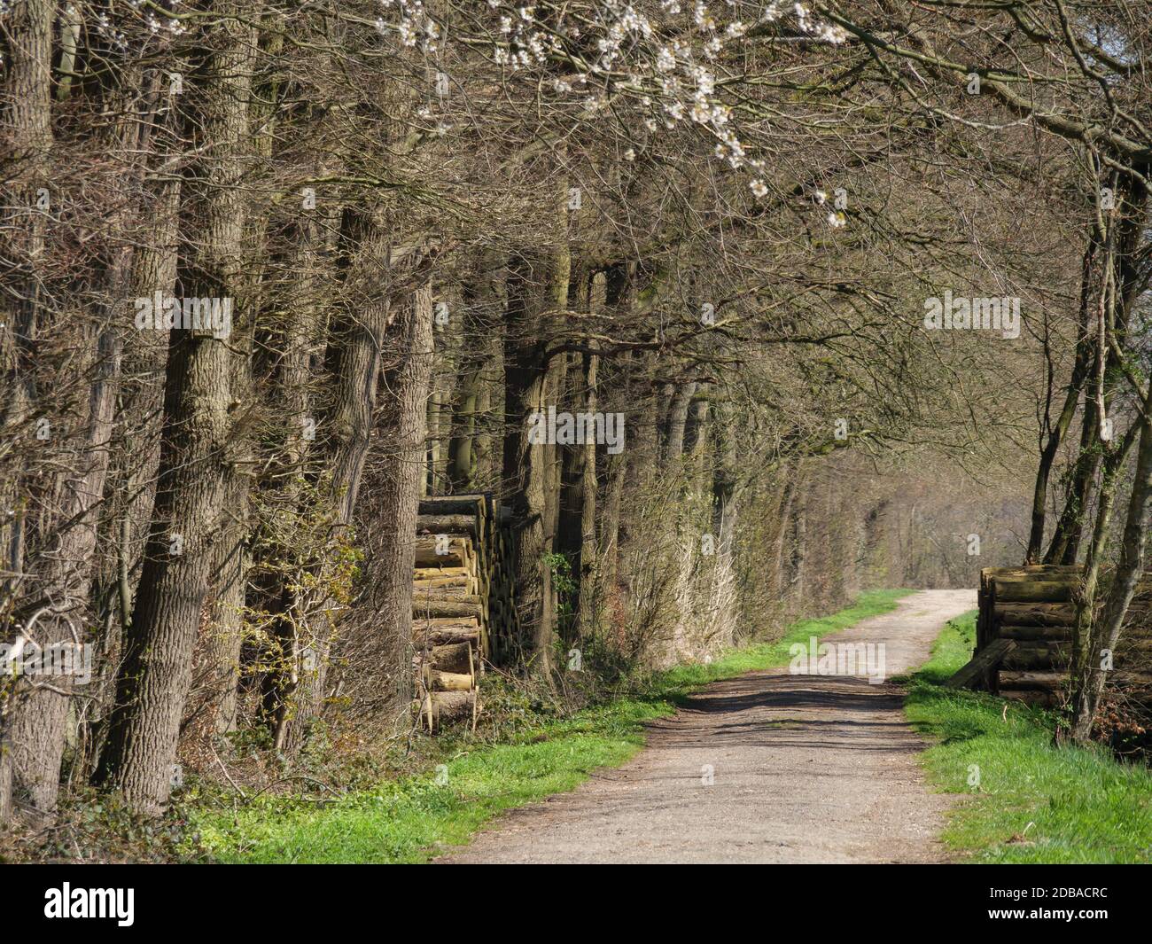 spring time in the german muensterland Stock Photo - Alamy