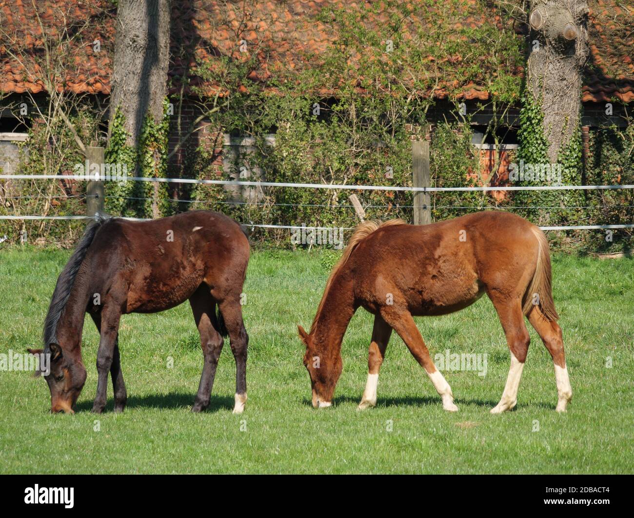 spring time in the german muensterland Stock Photo - Alamy