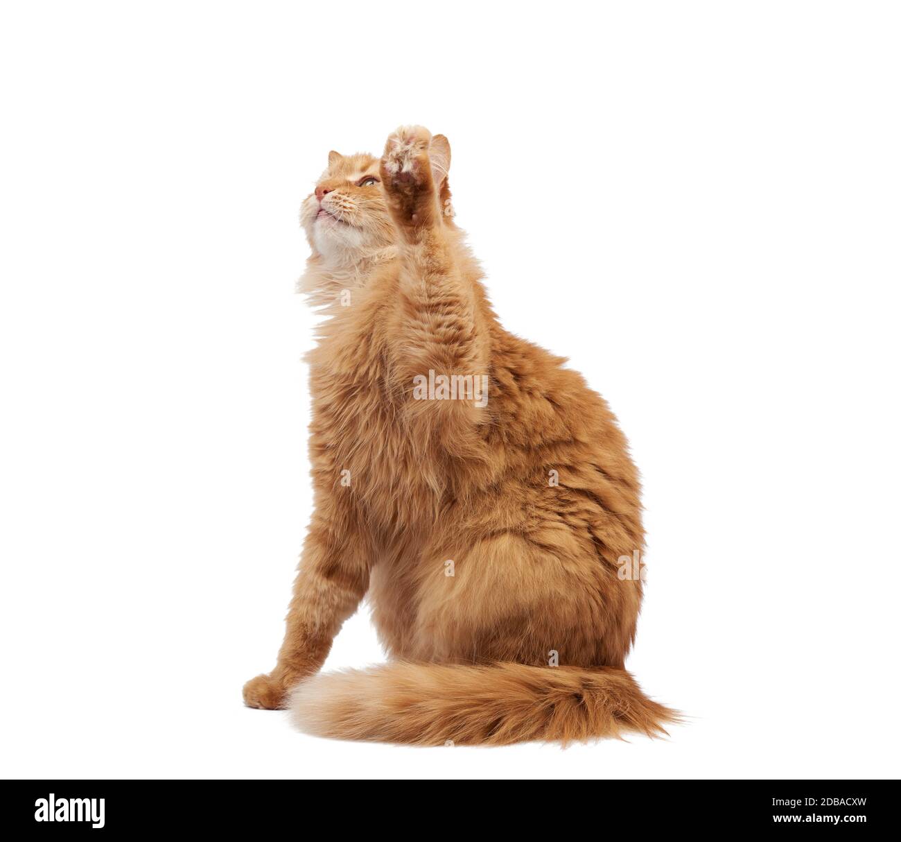 adult fluffy red cat sitting and raised its front paws up, imitation of ...