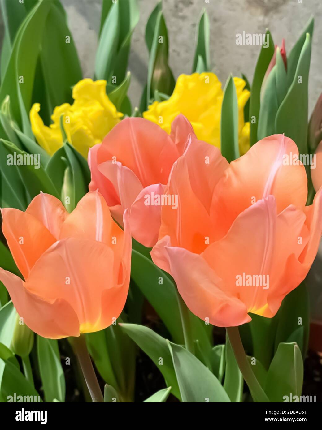 Tulip landscape tulip border hi-res stock photography and images - Alamy