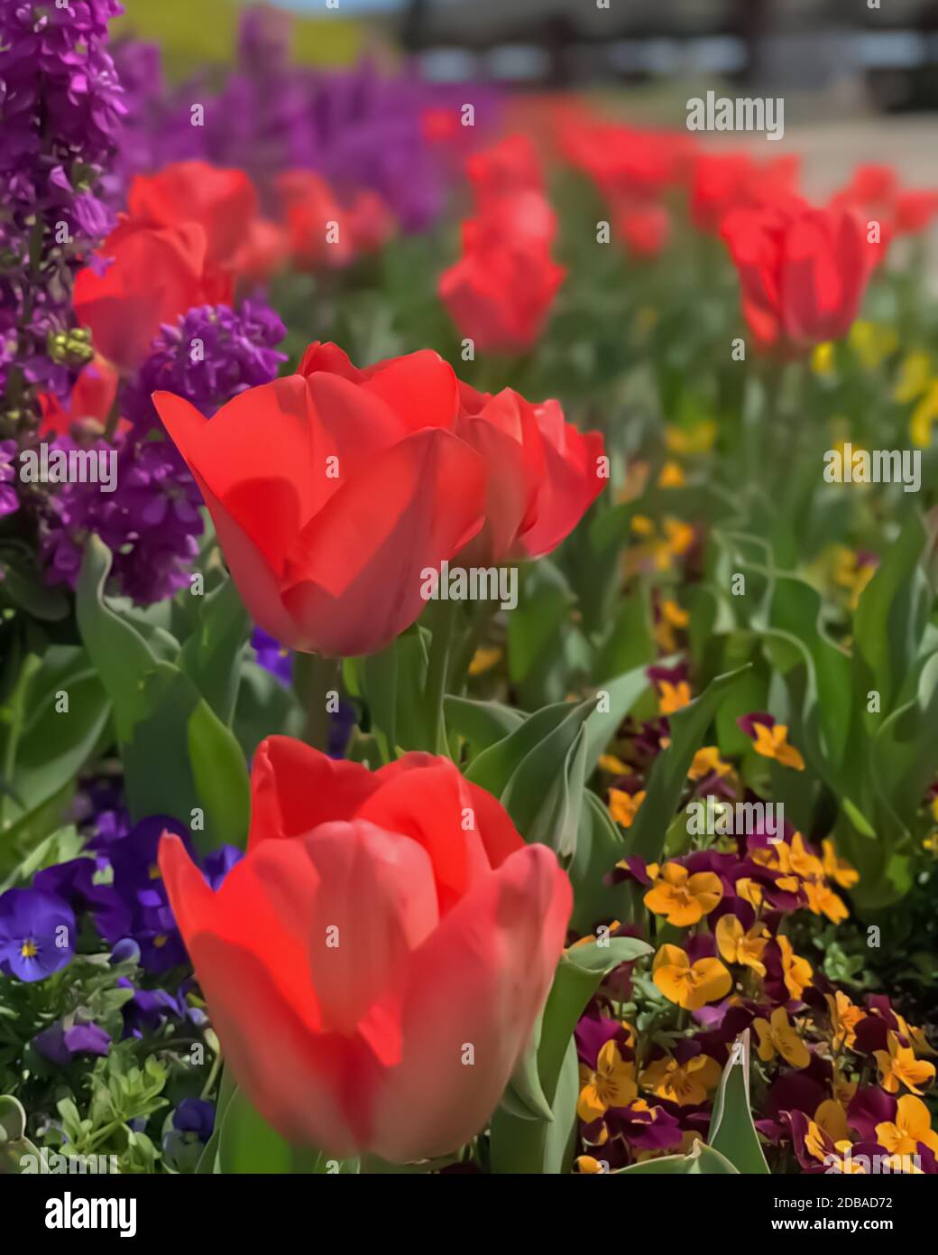 Red Tulip flower Stock Photo - Alamy