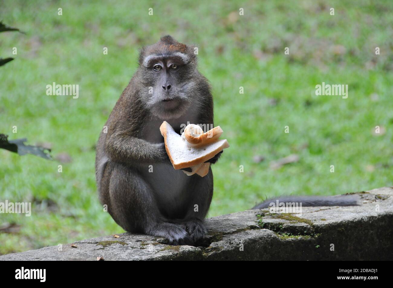 Monkey philippines hi-res stock photography and images - Alamy
