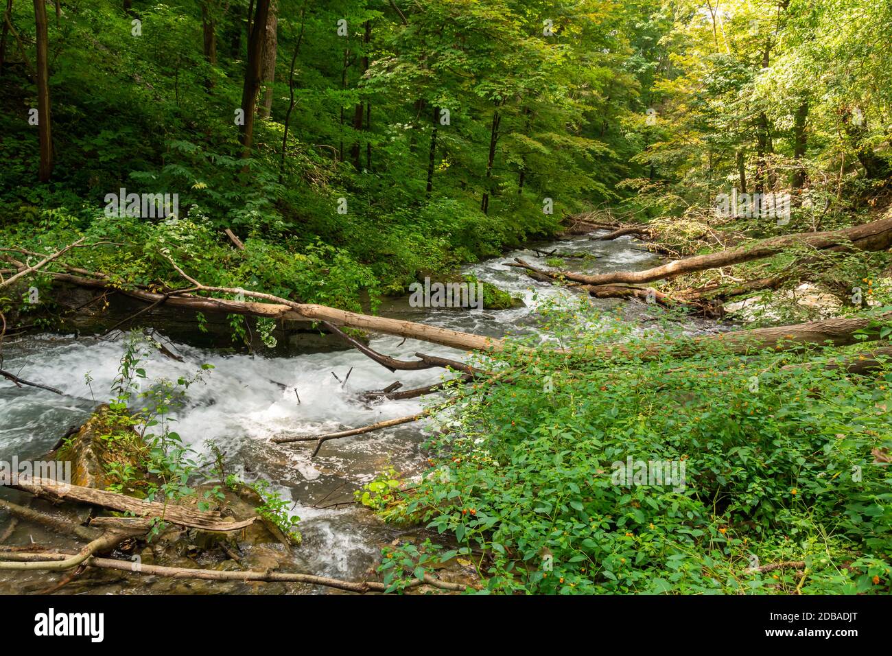 Lower Decew Falls Conservation Area lower stream Stock Photo - Alamy