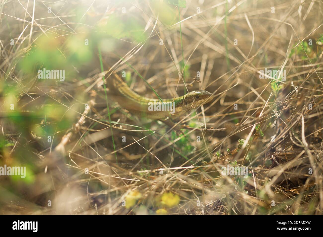 The lizard is hiding in the grass Stock Photo - Alamy