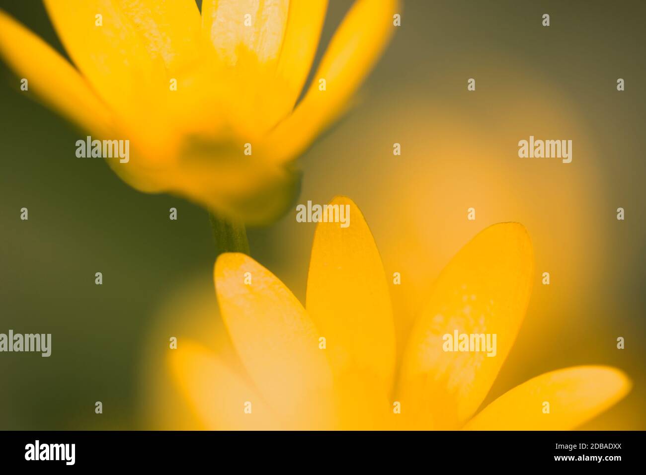 Abstract yellow flower hi-res stock photography and images - Alamy