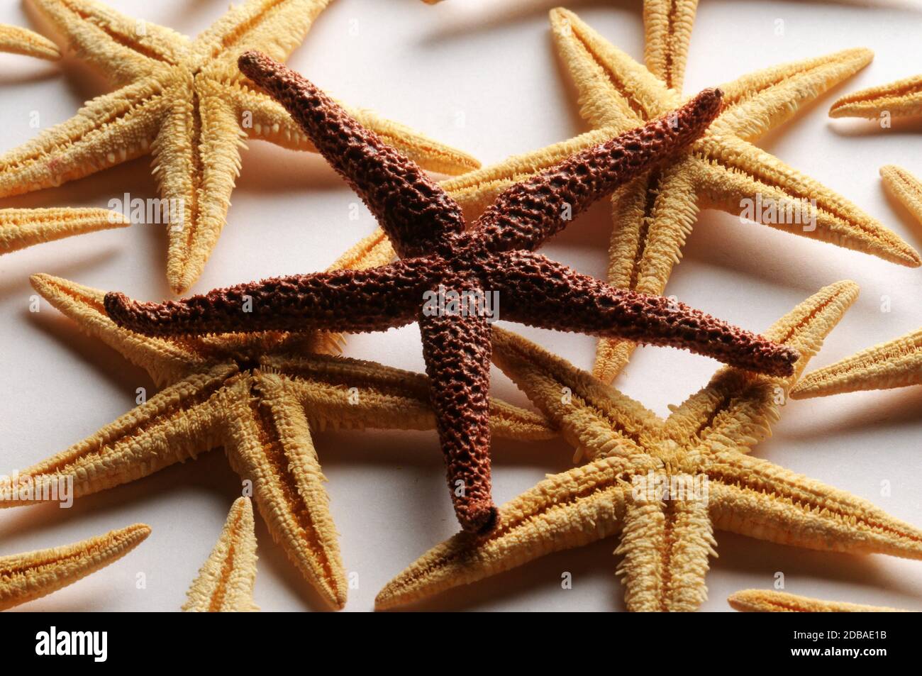 Starfish texture on white background Stock Photo - Alamy