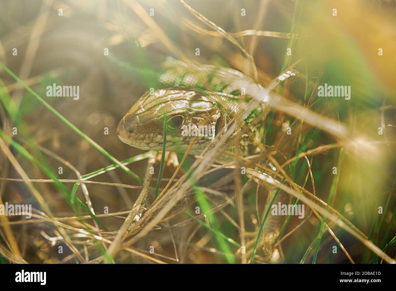 The lizard is hiding in the grass Stock Photo - Alamy