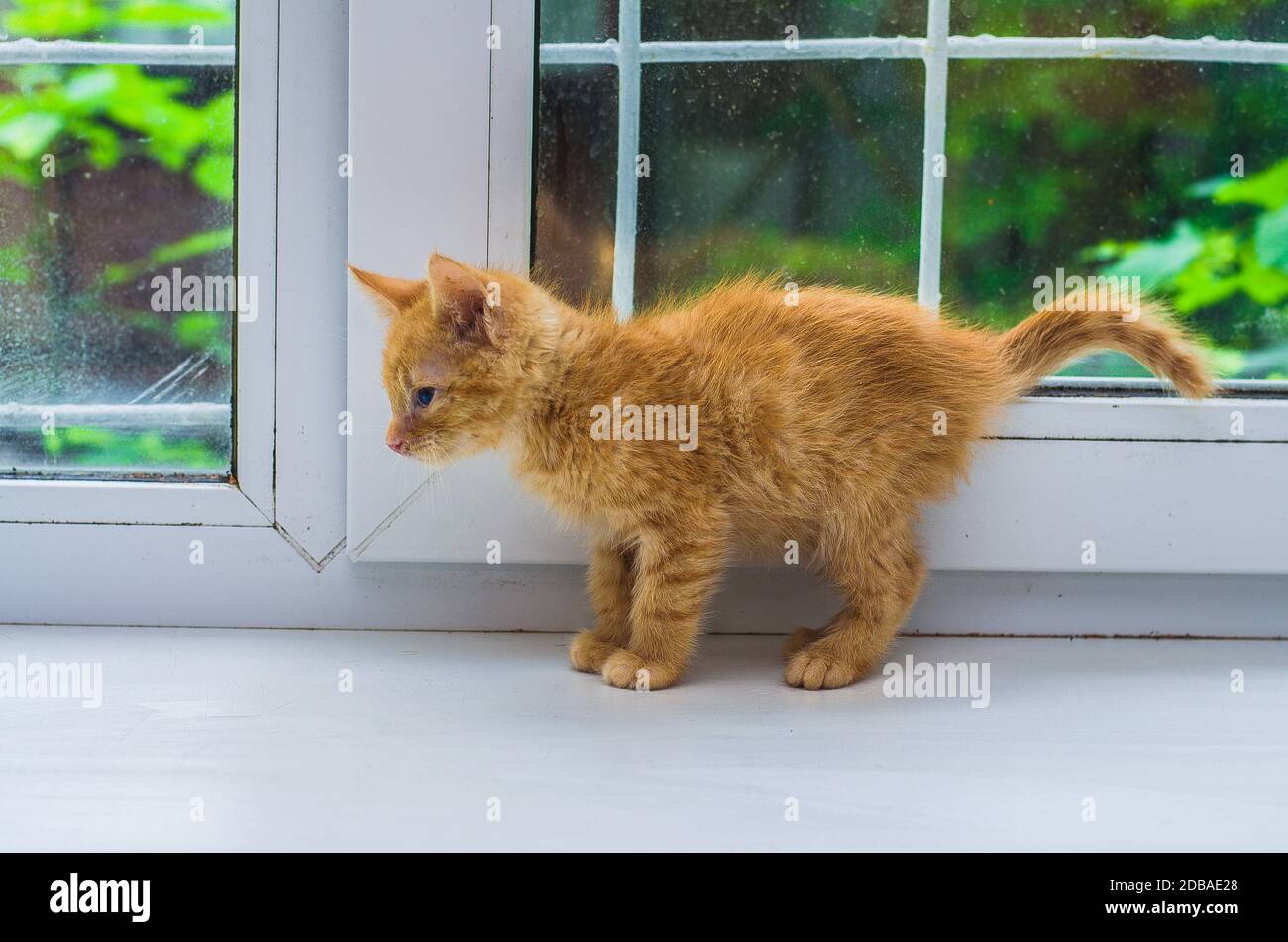 Ginger cat near window hi-res stock photography and images - Alamy