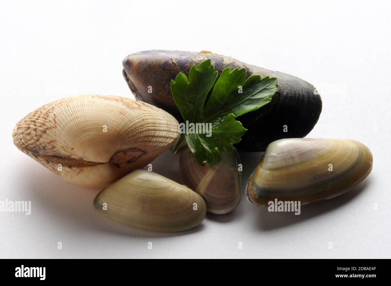 Mussel clams on white background Stock Photo - Alamy