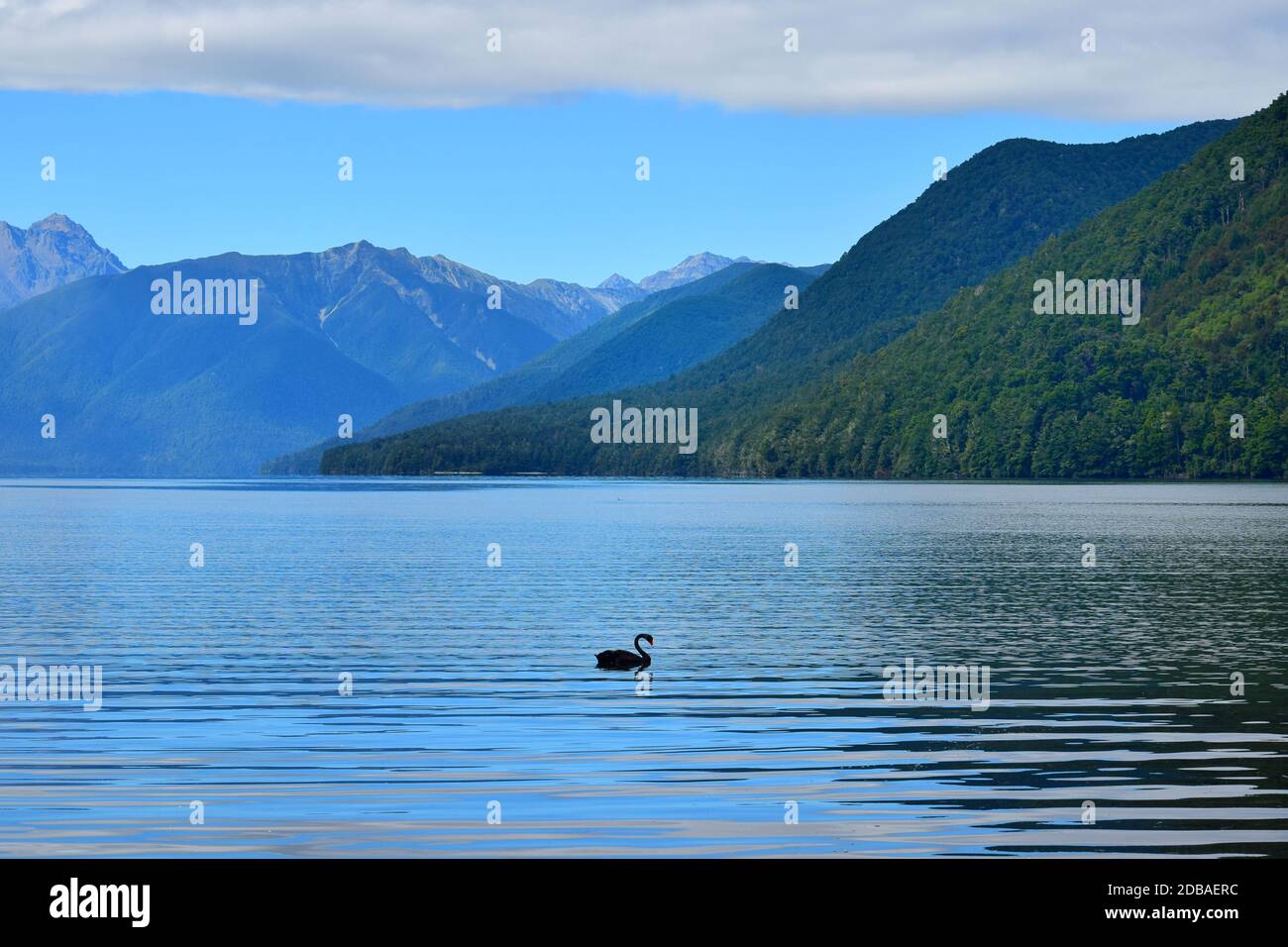 Beautiful Lake Rotoroa with a black swan in front and mountains in the ...