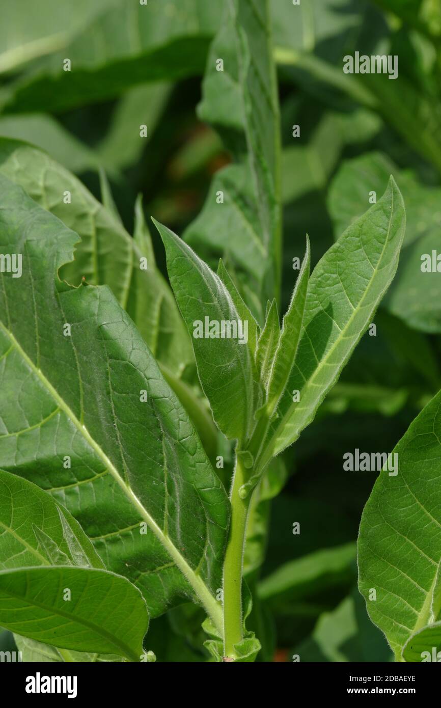 Native tobacco plantation hi-res stock photography and images - Alamy