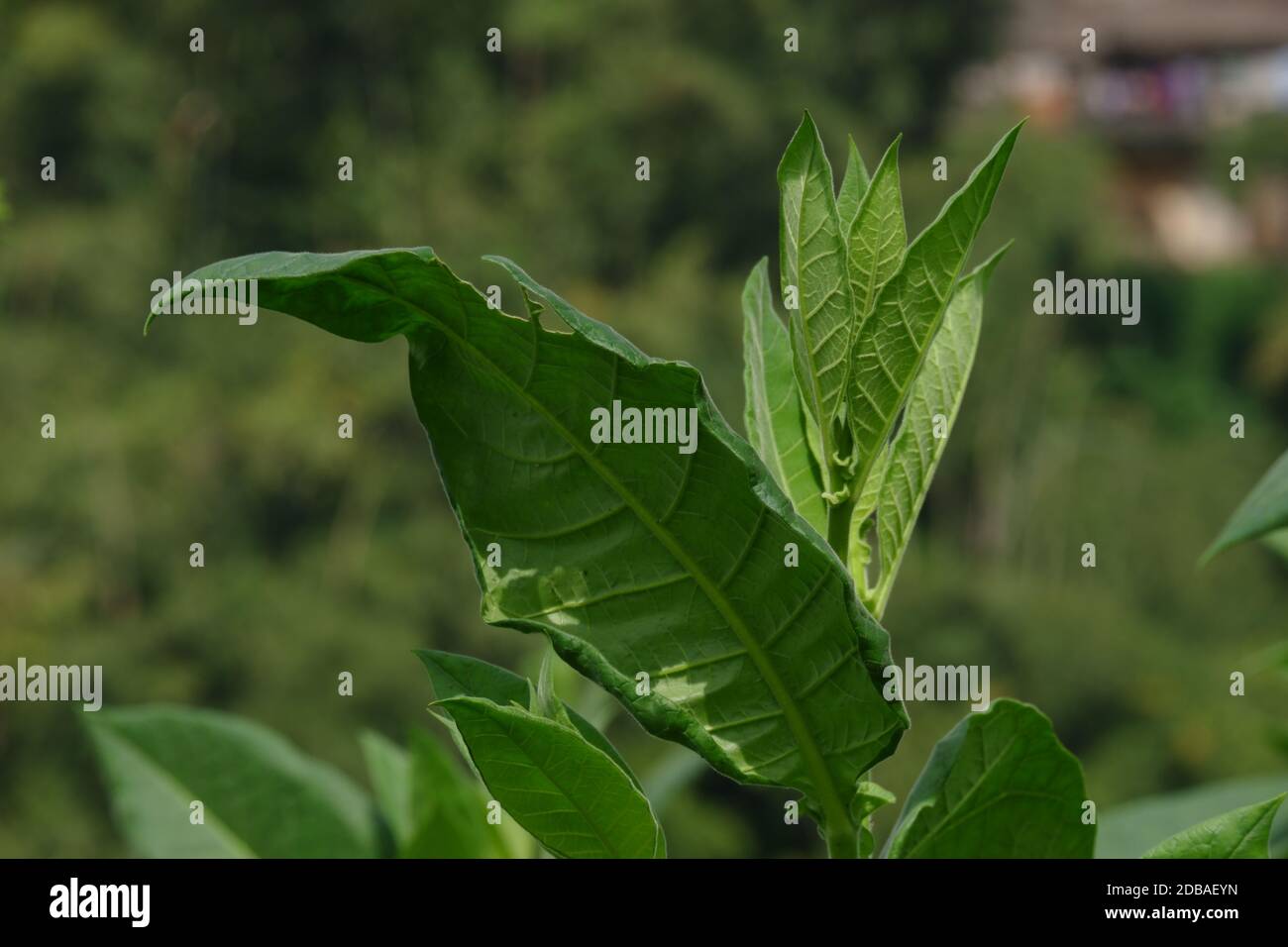 Native tobacco plantation hi-res stock photography and images - Alamy