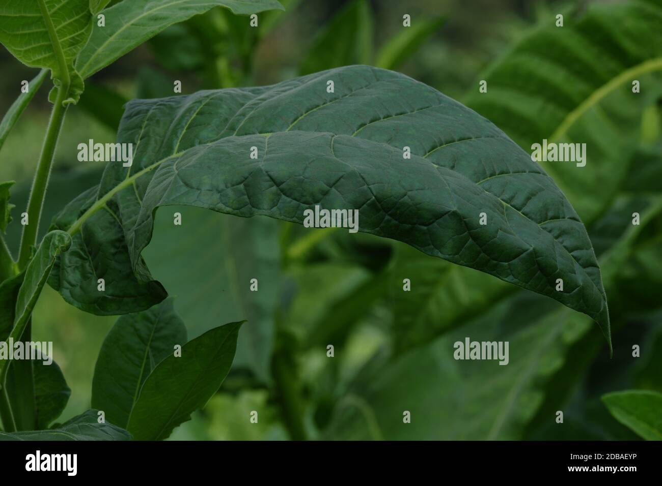 Tobacco growing and harvesting hi-res stock photography and images - Alamy