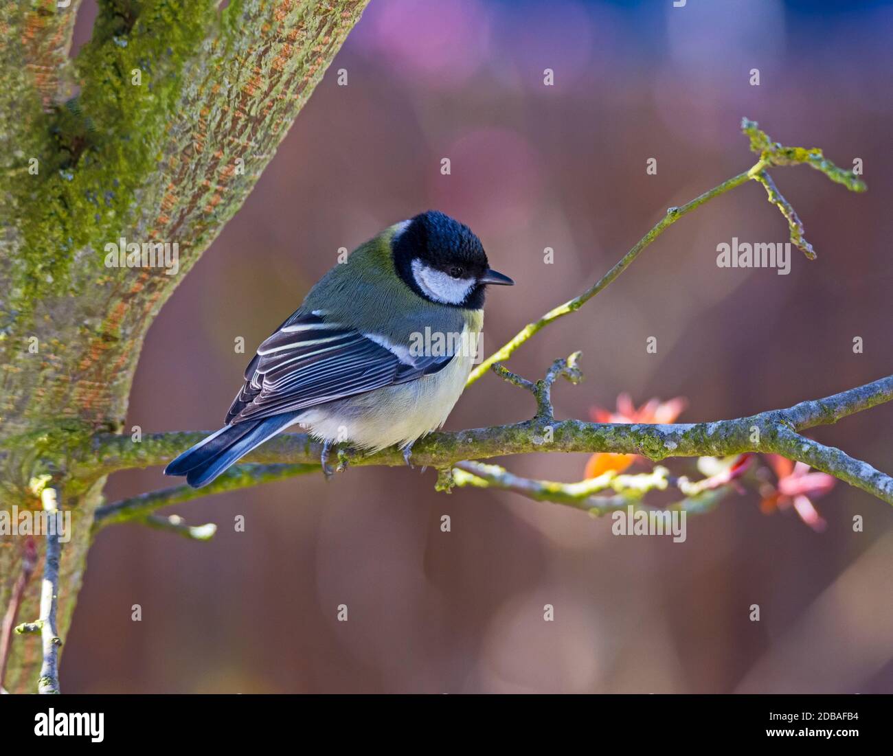 Great Tit bird (parus major) sitting on a tree branch Stock Photo - Alamy