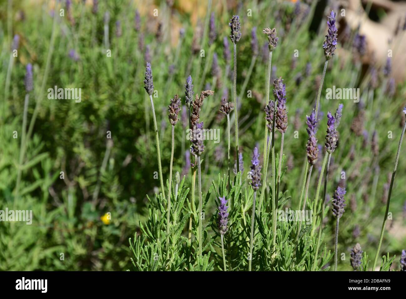 purple lavender flower in the province of Alicante, Costa Blanca, Spain ...