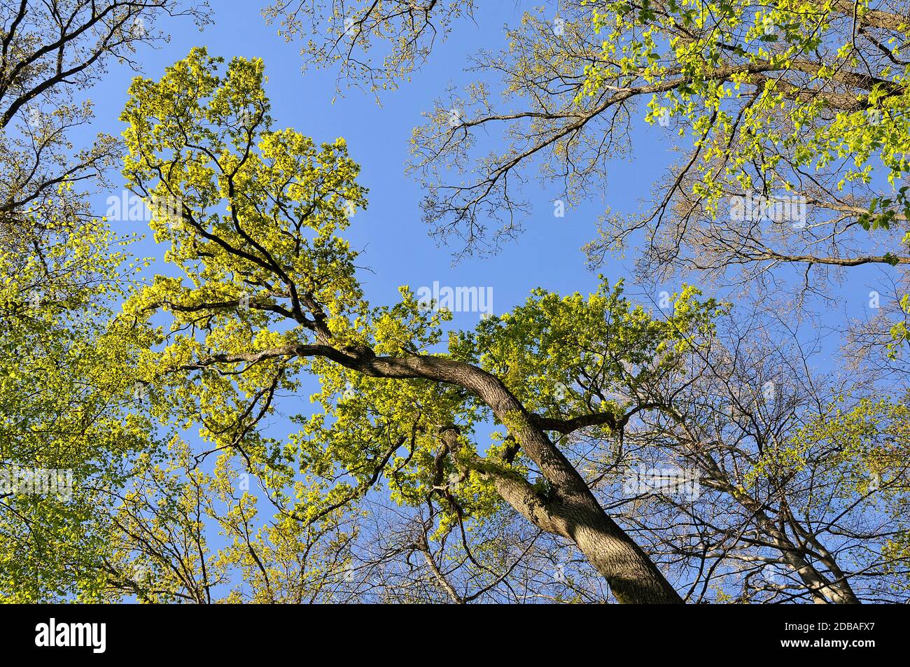 Treetop branch hi-res stock photography and images - Alamy