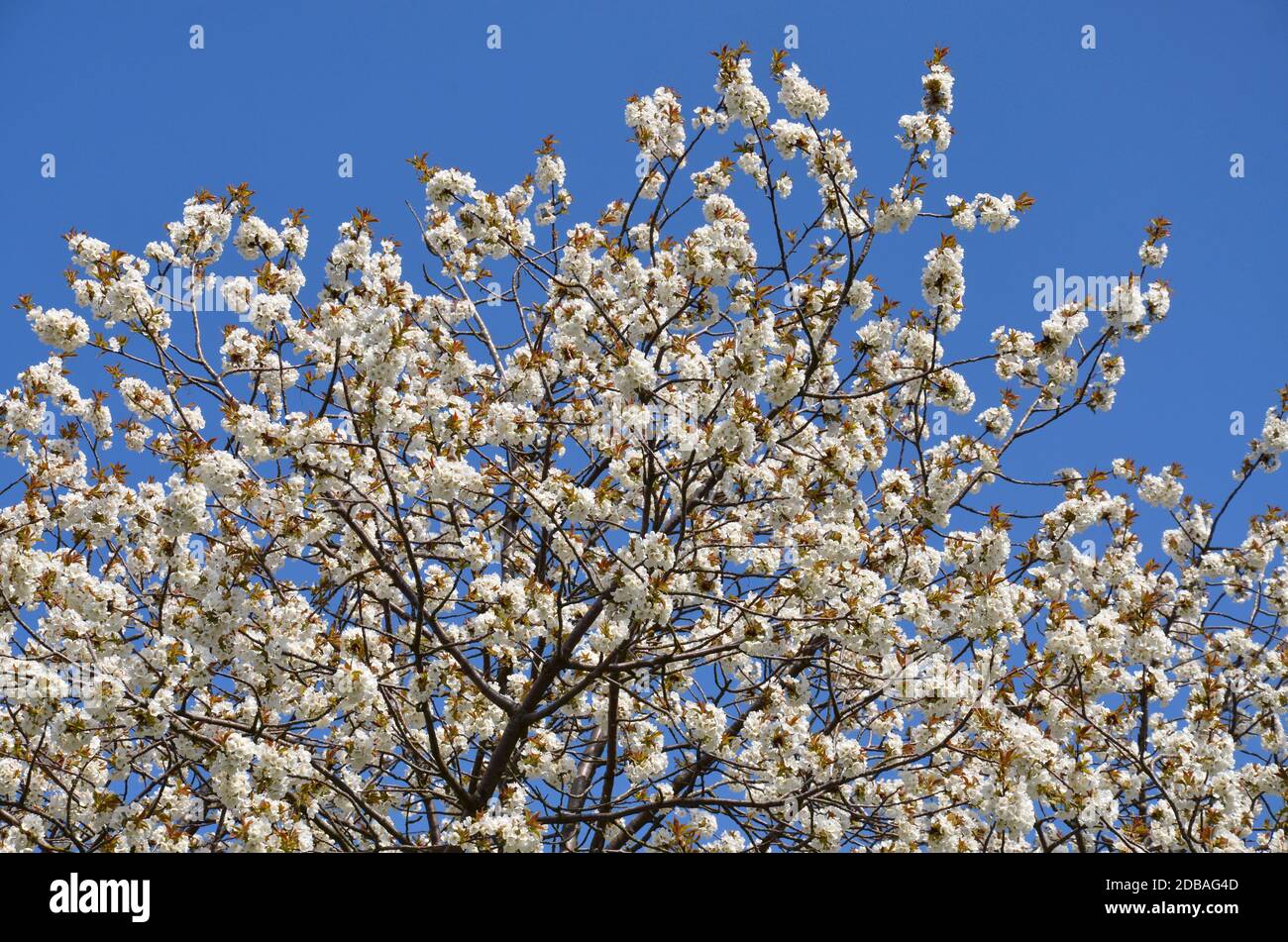 blooming cherry tree in April Stock Photo - Alamy
