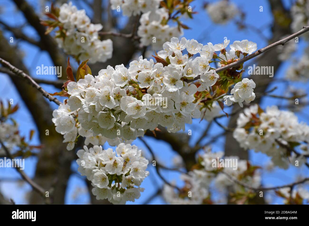 April tree hi-res stock photography and images - Alamy