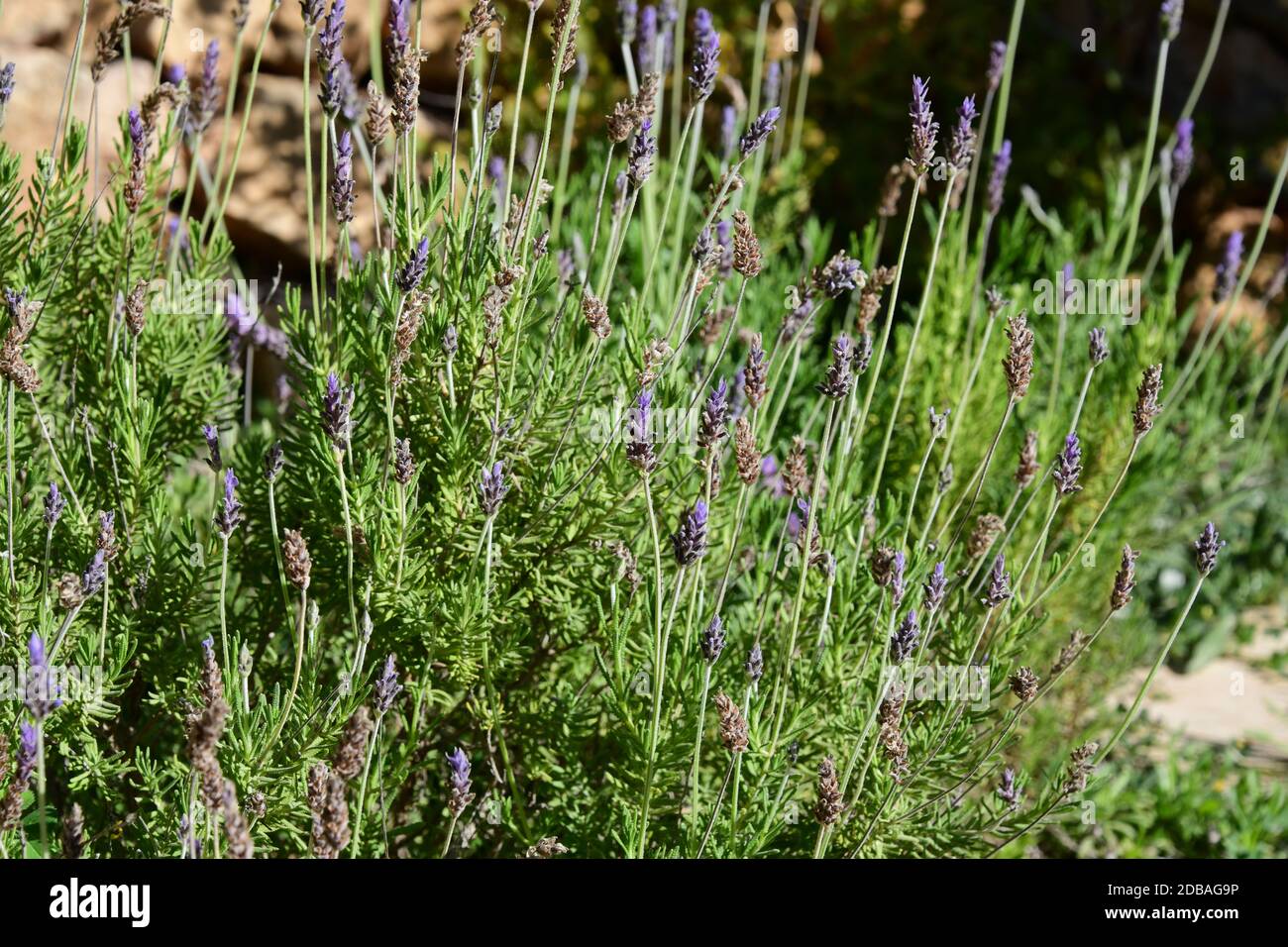 purple lavender flower in the province of Alicante, Costa Blanca, Spain ...
