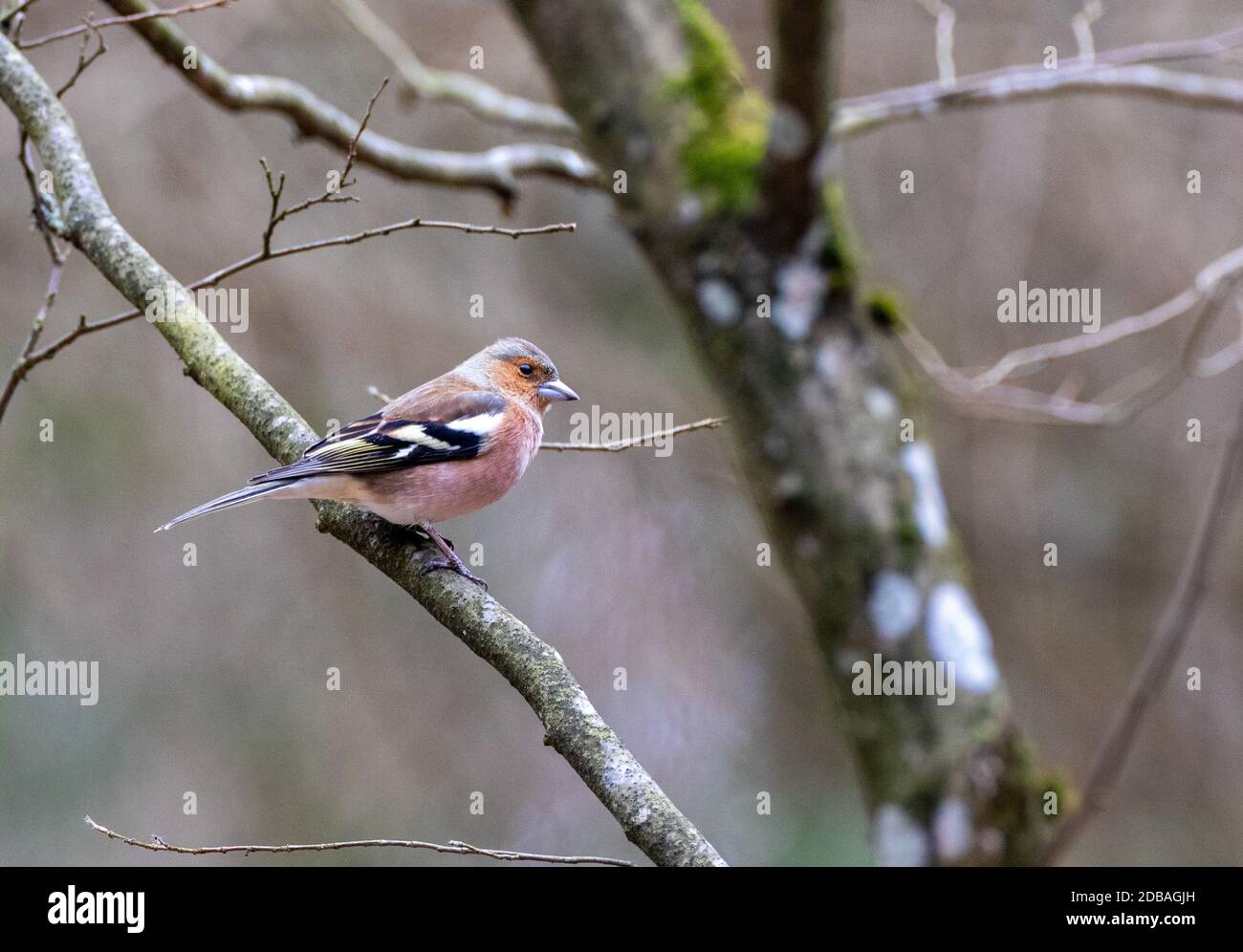 Common chaffinch (Fringilla coelebs) male on branch against grey ...