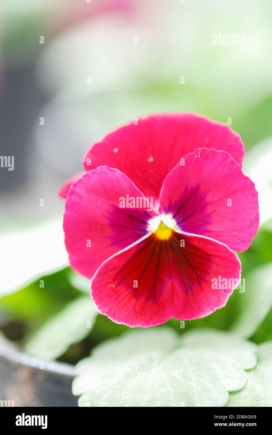 Red Pansies closeup of colorful pansy flower, pot plant Stock Photo - Alamy
