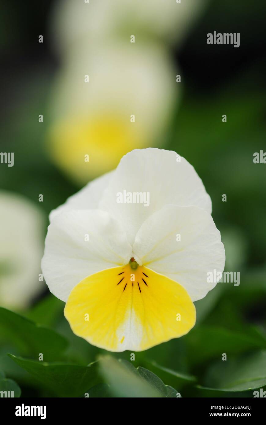 Light Yellow Flower Pansies closeup of colorful pansy flower, pot plant ...
