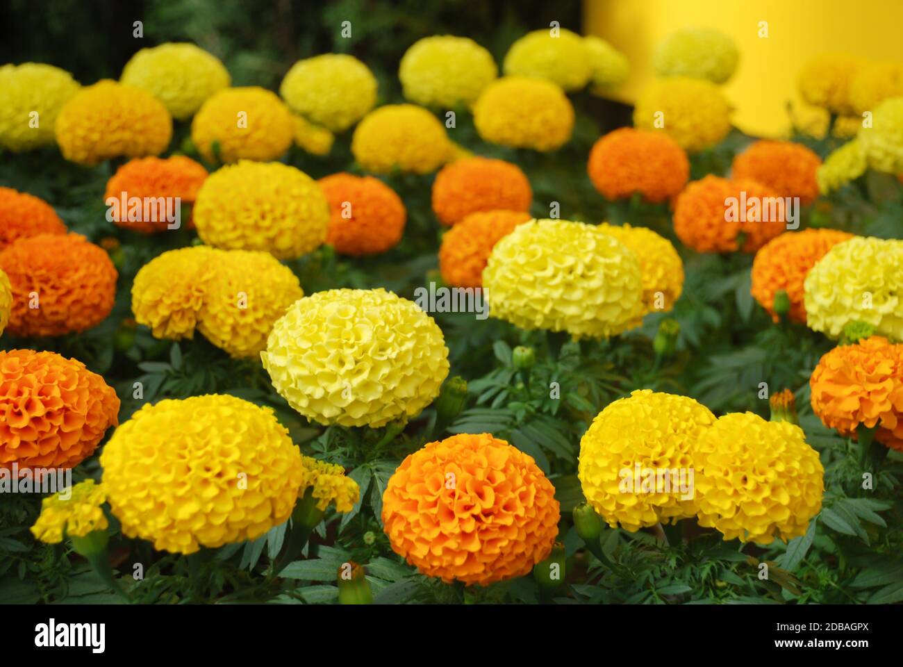 Marigolds Mixed Color (Tagetes erecta, Mexican marigold, Aztec marigold ...