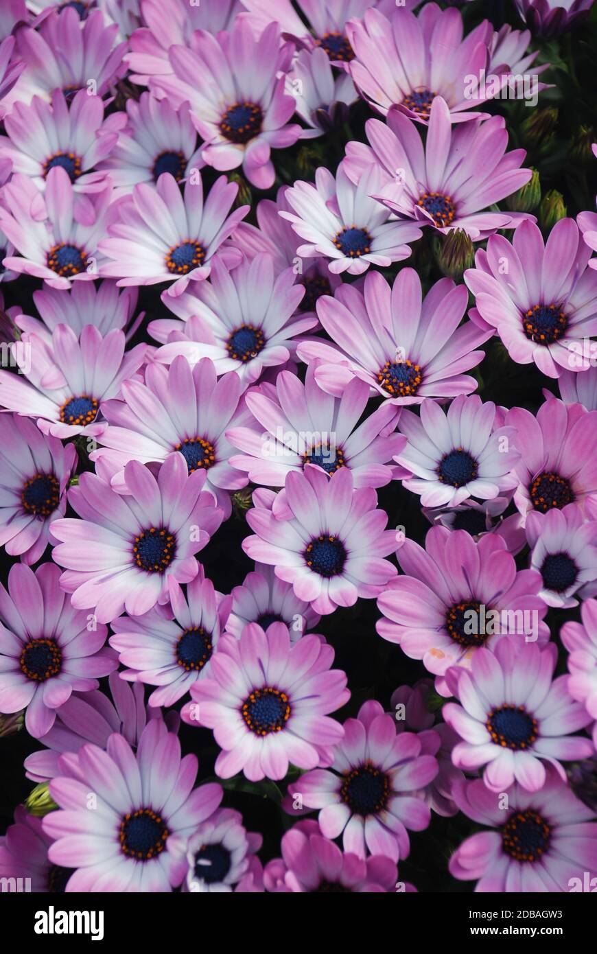 Pink osteospermum or dimorphotheca flowers in the flowerbed, pink ...