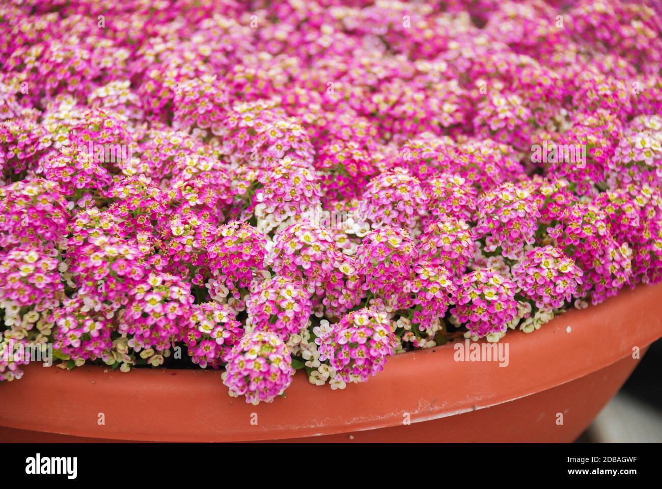 Alyssum flowers. Alyssum in sweet colors. Alyssum in a red brown pot on ...