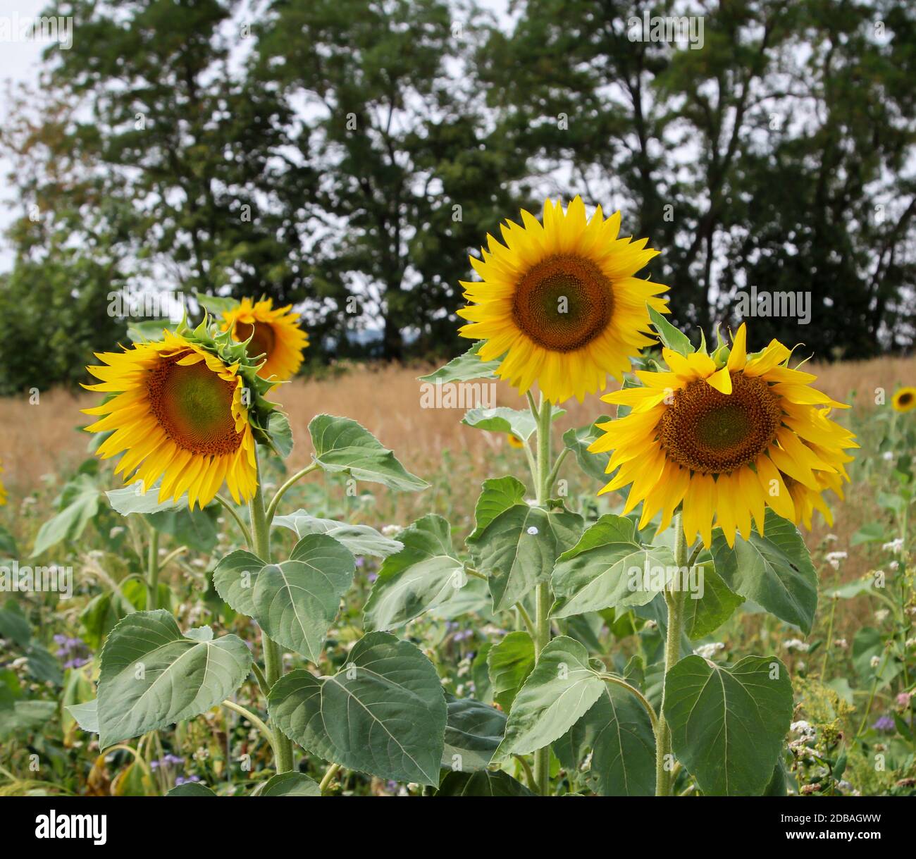 Sunflowers in front yard in hi-res stock photography and images - Alamy