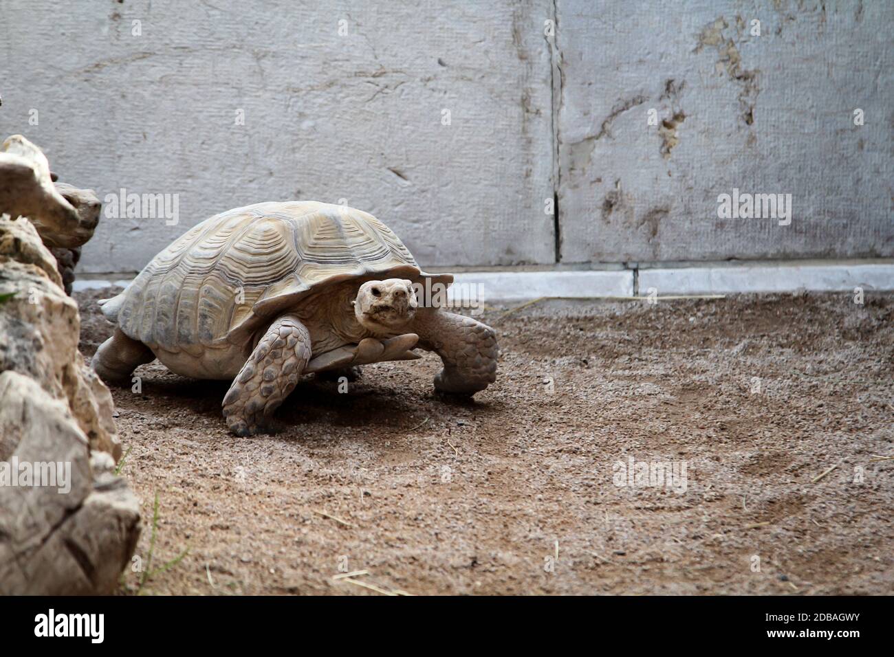 Reset shell hi-res stock photography and images - Alamy