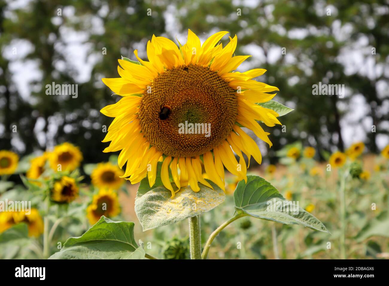 Sunflowers in front yard in hi-res stock photography and images - Alamy