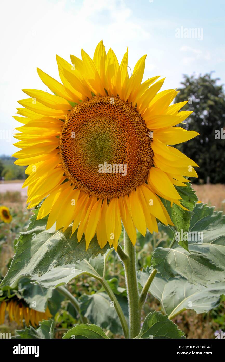 Sunflowers in front yard in hi-res stock photography and images - Alamy