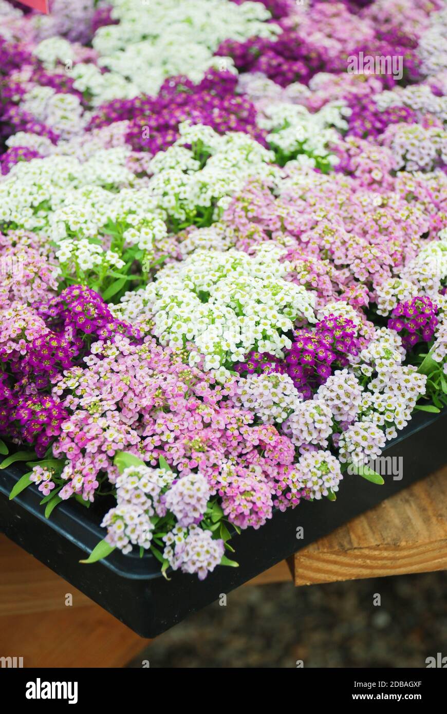 Alyssum flowers. Alyssum in sweet colors. Alyssum in a black tray on ...