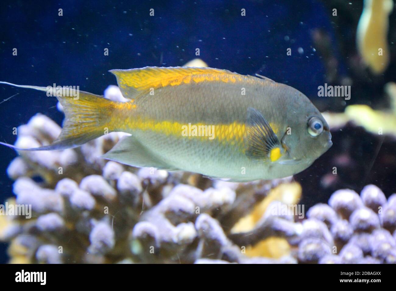 Fish in the reef and its natural environment Stock Photo - Alamy