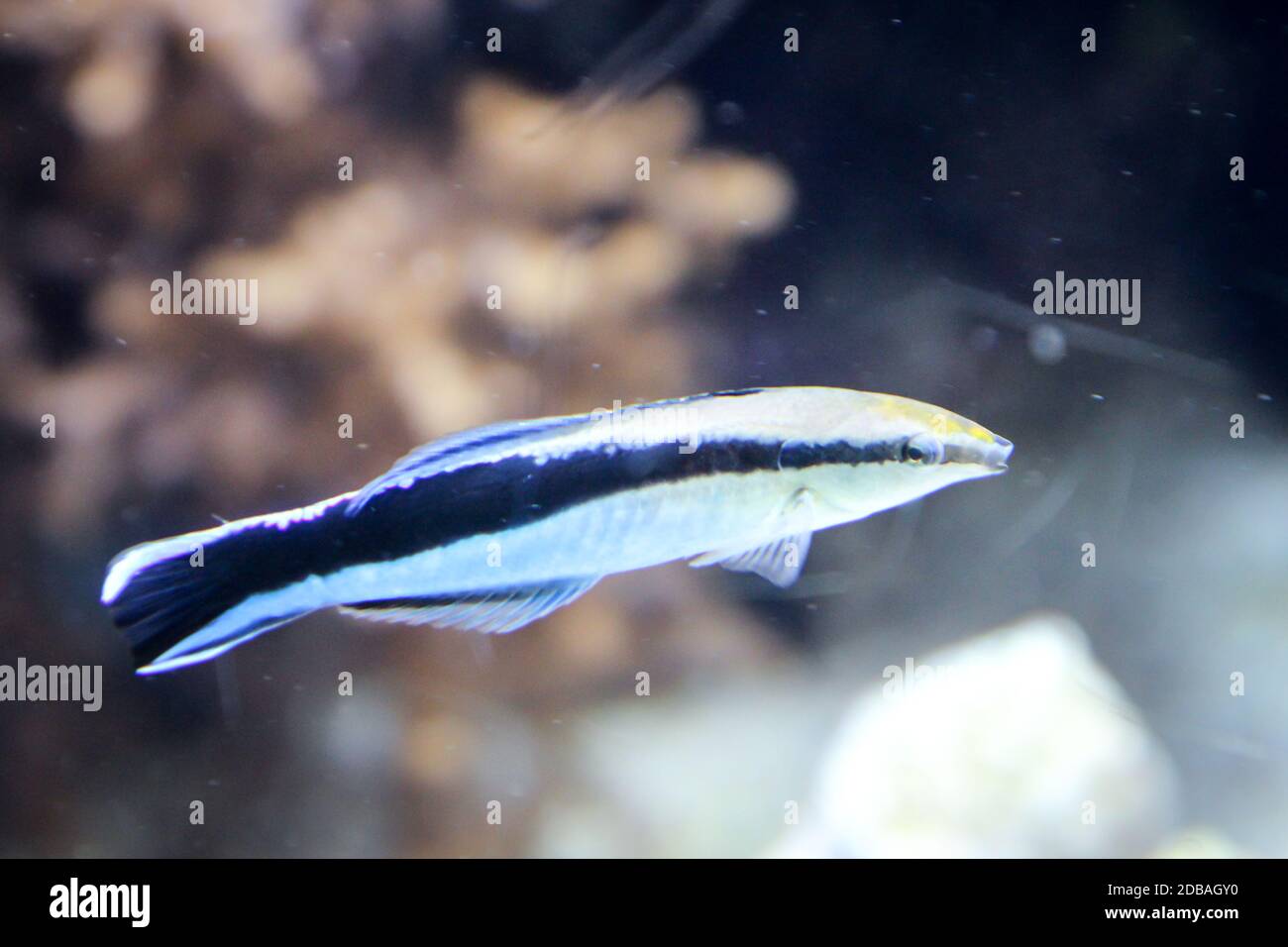 Fish in the reef and its natural environment Stock Photo - Alamy