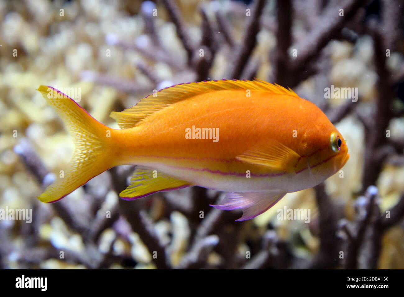 Navy blue color of nature hi-res stock photography and images - Alamy