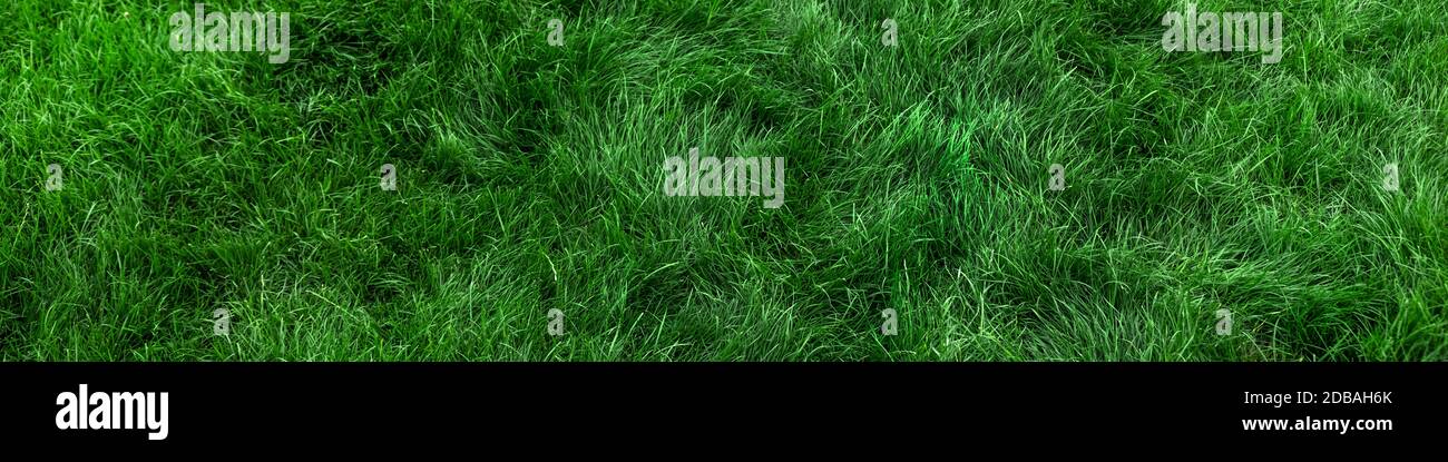 Natural green grass background, fresh lawn top view Stock Photo - Alamy